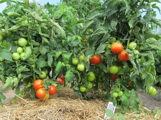 Tomate koipea: barietatearen ezaugarriak eta deskribapena 12012_4