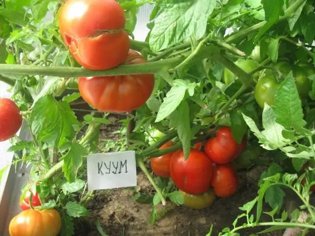 Tomato Koum: variasjonsbeskrivelse, bilder, anmeldelser 12019_1