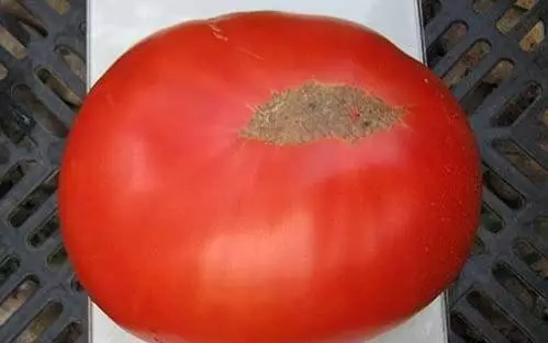 Tomato Koum: variasjonsbeskrivelse, bilder, anmeldelser 12019_12