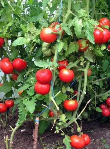 Tomato Koum: variasjonsbeskrivelse, bilder, anmeldelser 12019_2