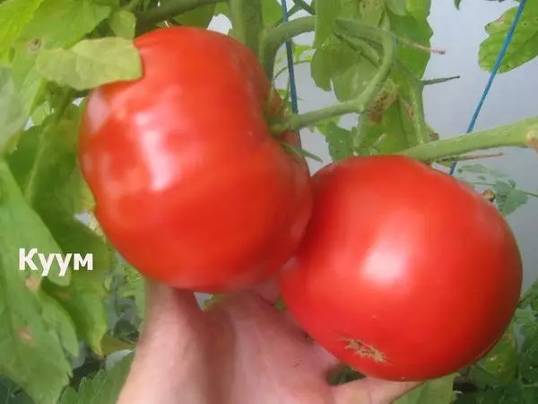 Tomato Koum: variasjonsbeskrivelse, bilder, anmeldelser 12019_3