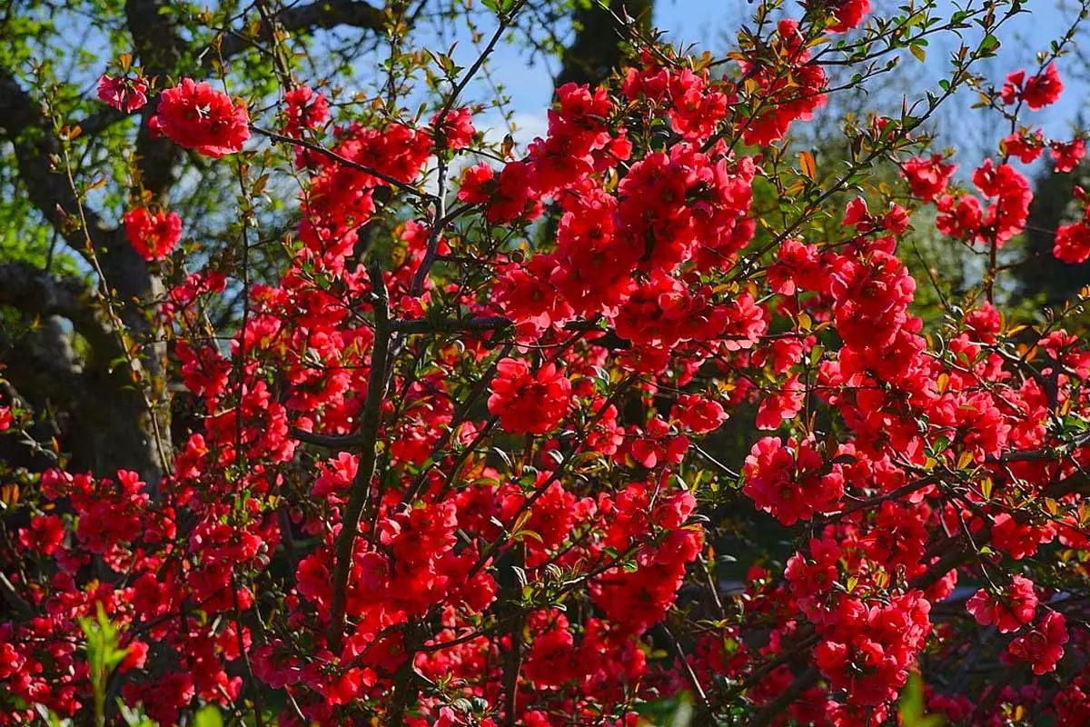 Quince (chaenomeles): çawa şîn dibe, ji bo kîjan salê, çima kulîlk tune, çi bikin, wêne