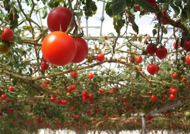 Tomato Octopus: Charakteristiken a Beschreiwung vun der Varietéit, Bewäertungen + Fotoen 12020_1