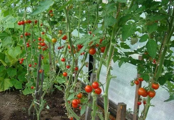 Tomato Octopus: Charakteristiken a Beschreiwung vun der Varietéit, Bewäertungen + Fotoen 12020_12