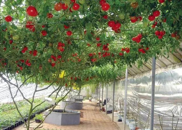 Tomato Octopus: Charakteristiken a Beschreiwung vun der Varietéit, Bewäertungen + Fotoen 12020_14