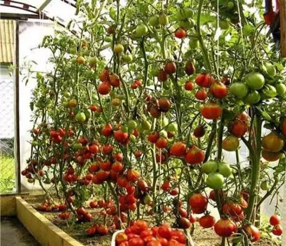 Tomato Octopus: Charakteristiken a Beschreiwung vun der Varietéit, Bewäertungen + Fotoen 12020_7