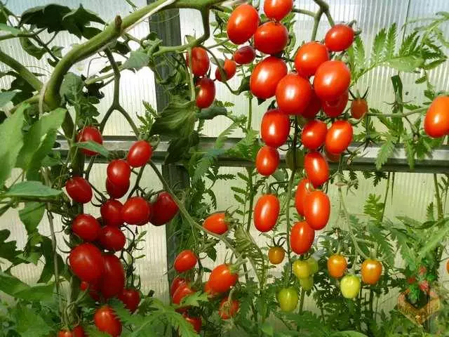 Tomato Octopus: Charakteristiken a Beschreiwung vun der Varietéit, Bewäertungen + Fotoen 12020_9