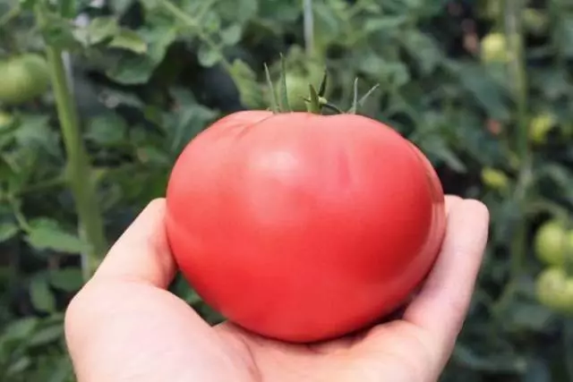 Tomato Fatima: litšobotsi le tlhaloso ea mefuta-futa 12022_3