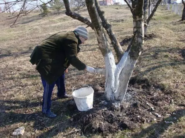 Припрема стабла јабуке за зиму у јесен 12029_4