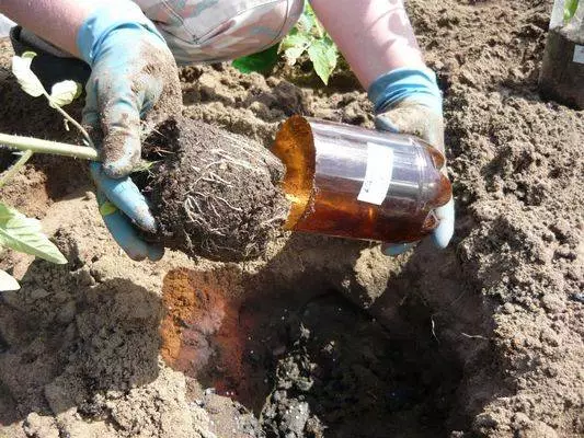 Tomato Kaspar: Charakteristiken a Beschreiwung vun der Varietéit 12038_6