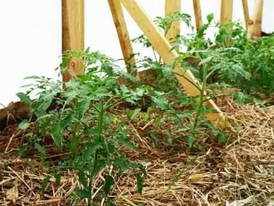 Tomato Kaspar: Charakteristiken a Beschreiwung vun der Varietéit 12038_7