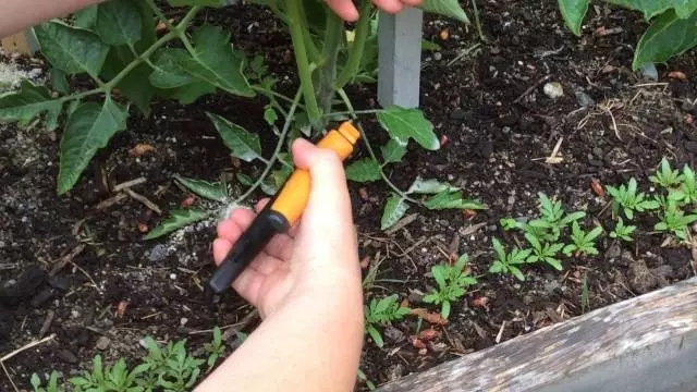 Tomato Kaspar: Charakteristiken a Beschreiwung vun der Varietéit 12038_8