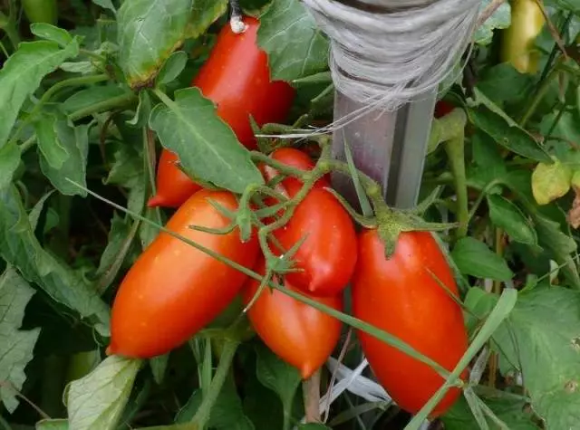 Tomato Kaspar: Charakteristiken a Beschreiwung vun der Varietéit 12038_9