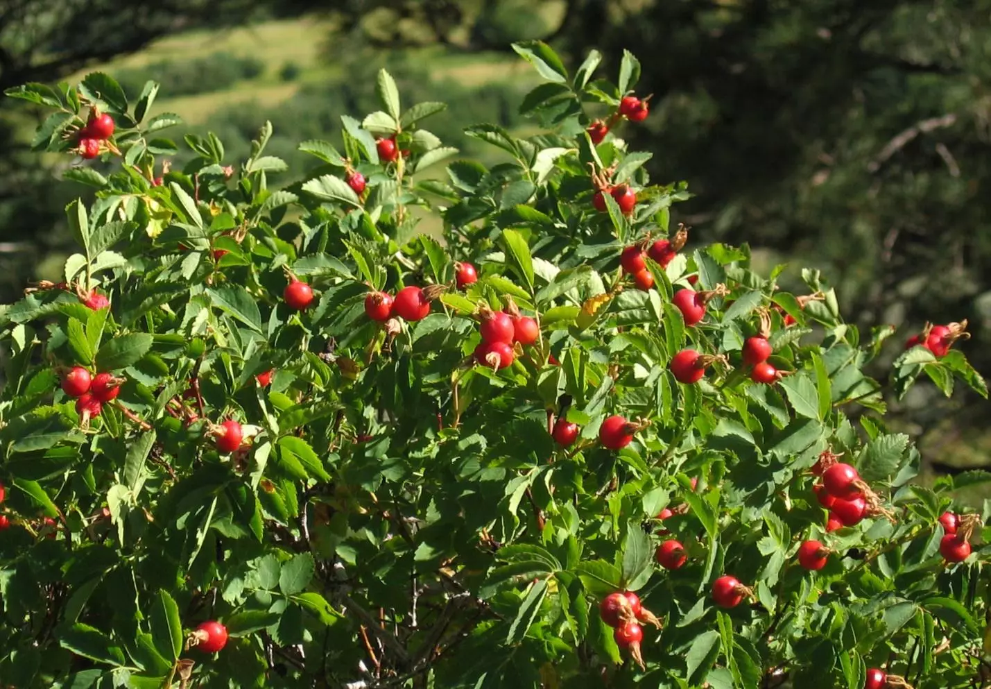 Rosehip: kumaha rungkun, kembang, katerangan, ciri pepelakan, penampilan buah-buahan, dimana naék, poto