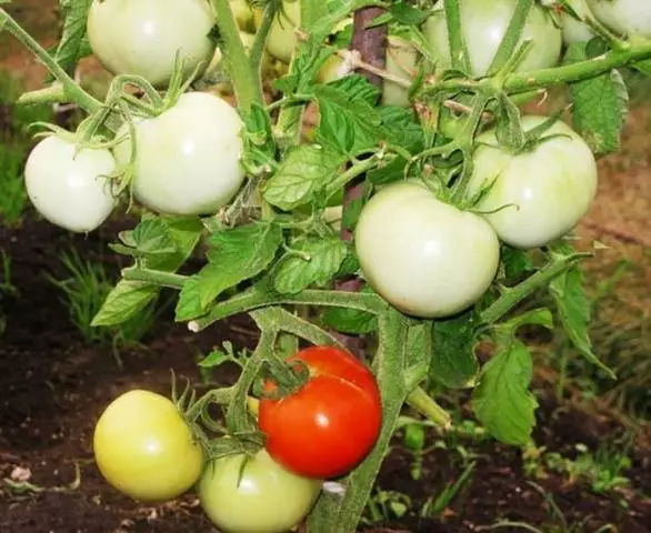 Tomatoes Snow Amotekun: apejuwe, awọn fọto, agbeyewo 12040_1