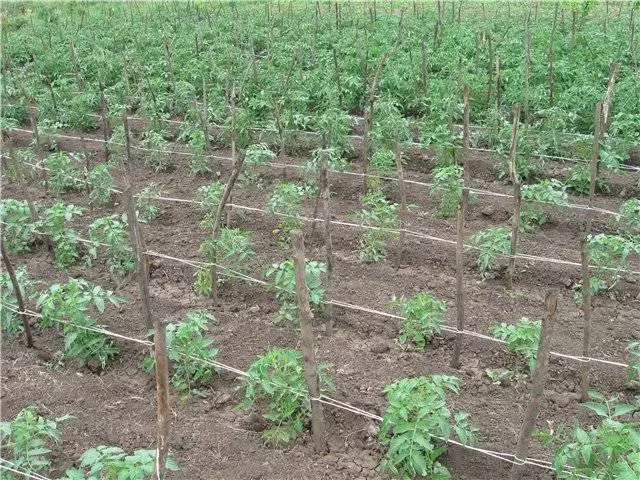 Tomatoes Snow Amotekun: apejuwe, awọn fọto, agbeyewo 12040_2