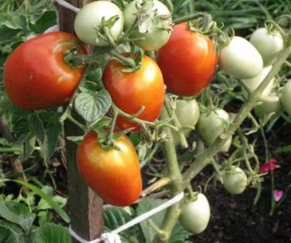 Tomatoes Snow Leopard: beskrivelse, fotos, anmeldelser 12040_4