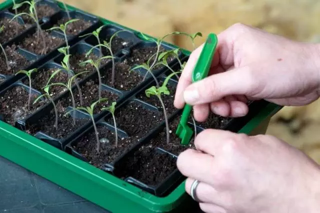 Tomatoes Snow Amotekun: apejuwe, awọn fọto, agbeyewo 12040_7