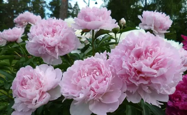 Peony Nancy Nora (Nancy Nora): คำอธิบาย, ภาพถ่าย, วิดีโอ, การปลูกและการดูแล 12046_2