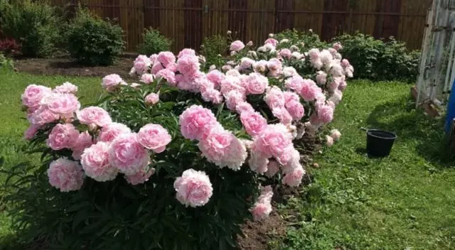 Peony Nancy Nora (Nancy Nora): danasîn, wêne, vîdyoy, çandin û lênêrîn 12046_3