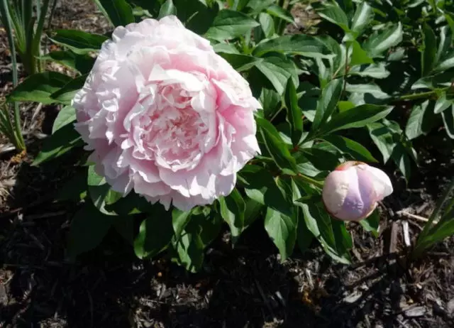 Peony Nancy Nora (Nancy Nora): ការពិពណ៌នារូបថតវីដេអូការដាំនិងការថែទាំ 12046_4