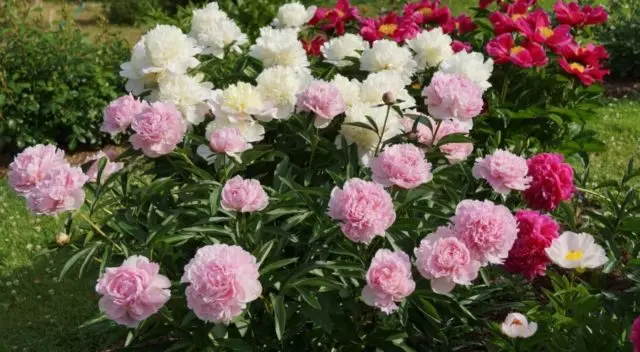 Peony Nancy Nora (Nancy Nora): danasîn, wêne, vîdyoy, çandin û lênêrîn 12046_5