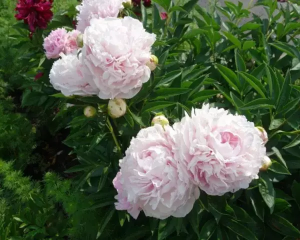 Peony Nancy Nora (Nancy Nora): danasîn, wêne, vîdyoy, çandin û lênêrîn 12046_8