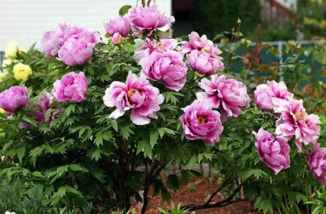 रूख peony: रोपण र वसन्त मा खुला मैदान मा हेरचाह, फोटो, खुवाउने, प्रत्यारोपण 12047_1