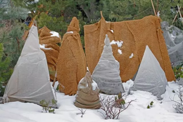 Ağaç şakayık: ilkbaharda açık alanda dikim ve bakım, fotoğraf, besleme, nakli 12047_5