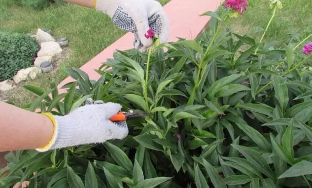 रूख peony: रोपण र वसन्त मा खुला मैदान मा हेरचाह, फोटो, खुवाउने, प्रत्यारोपण 12047_9