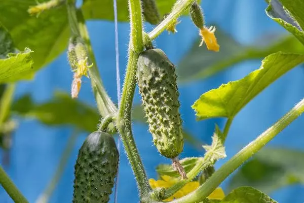 Cucumber Bastion f1: danasîna cûrbecûr, wêne, nirxandin 12061_5