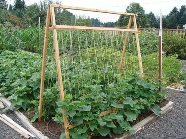 Cucumber Bastion f1: fajtaleírás, fotók, vélemények 12061_6