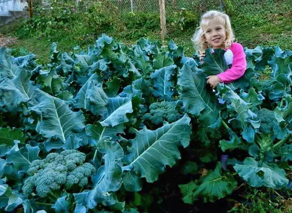 Broccoli Kabes: wuessen, Planzung a Fleeg am oppenen Terrain 12069_20