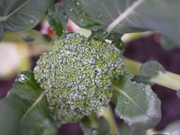 Broccoli Kabes: wuessen, Planzung a Fleeg am oppenen Terrain 12069_5