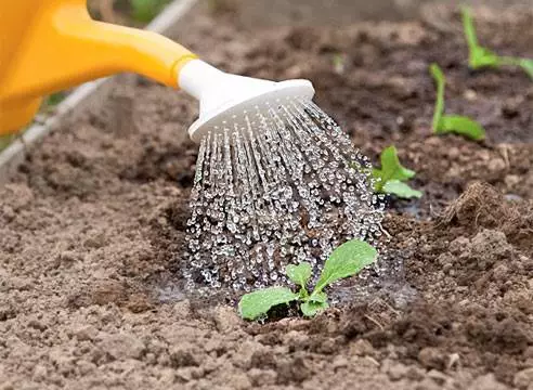 Broccoli Kabes: wuessen, Planzung a Fleeg am oppenen Terrain 12069_7