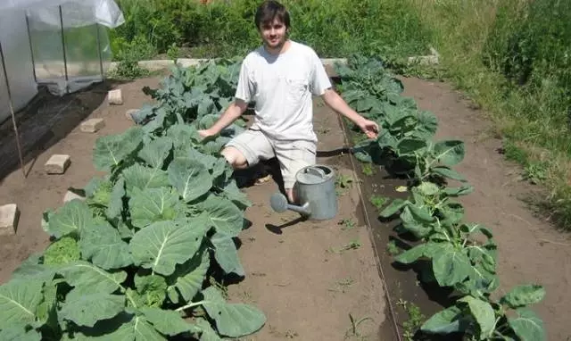 Broccoli Kabes: wuessen, Planzung a Fleeg am oppenen Terrain 12069_8