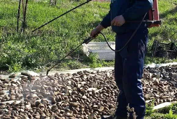 Vinnsla á kartöflum fyrir gróðursetningu