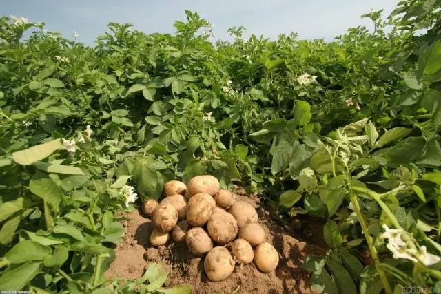 Aardappelen verwerken voor het planten