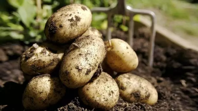 Aardappelen verwerken voor het planten