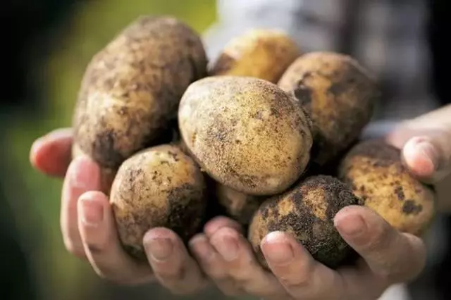 Aardappelen verwerken voor het planten