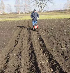 Kartupeļi Ivan da Marya: šķirnes apraksts, fotogrāfijas, atsauksmes 12113_7