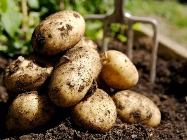 Jordtemperatur för plantering av potatis på våren 12114_1