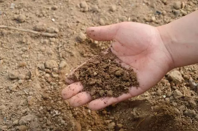 Temperatura del sòl per plantar patates a la primavera 12114_15