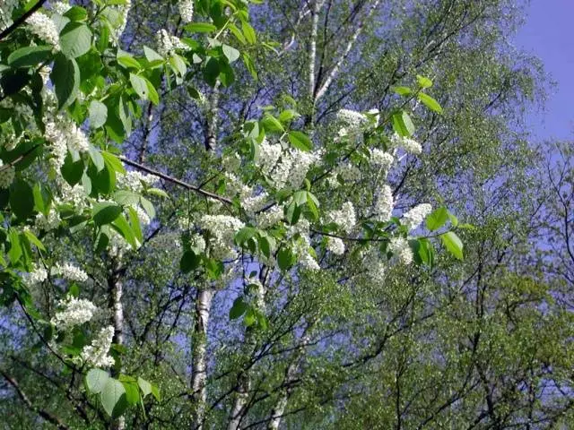 Jordtemperatur för plantering av potatis på våren 12114_19