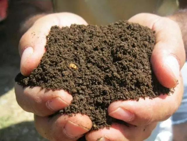 Temperatura del sòl per plantar patates a la primavera 12114_4