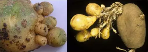 Temperatura del sòl per plantar patates a la primavera 12114_5