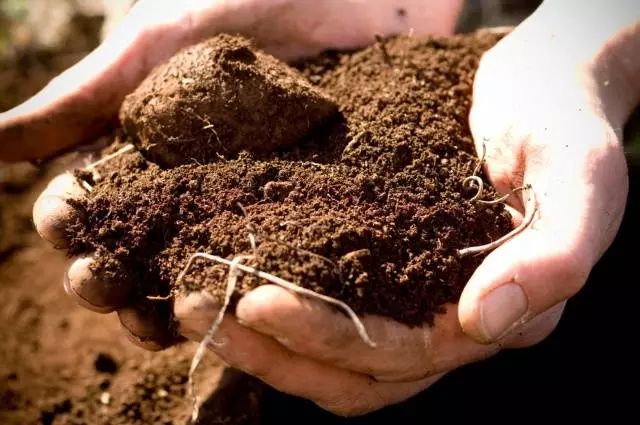 Temperatura del sòl per plantar patates a la primavera 12114_6