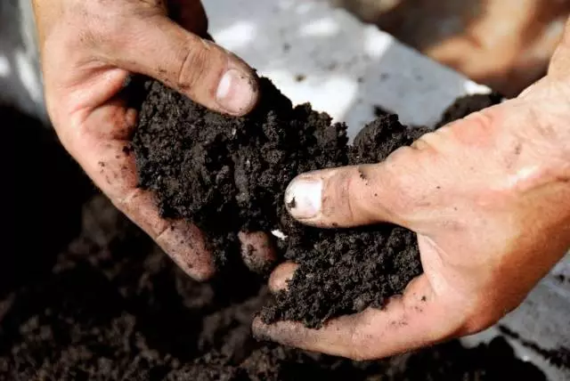 Jordtemperatur för plantering av potatis på våren 12114_8