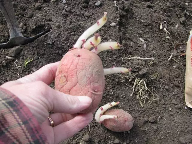 Jordtemperatur för plantering av potatis på våren 12114_9