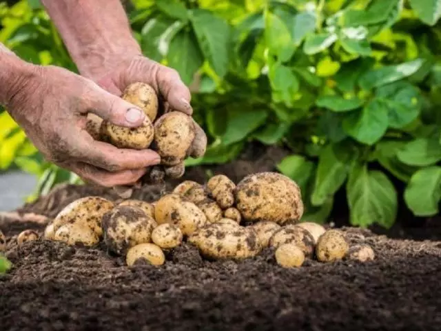 Patatas delicia de Bryansk: descripción de la variedad, fotos, reseñas 12119_10